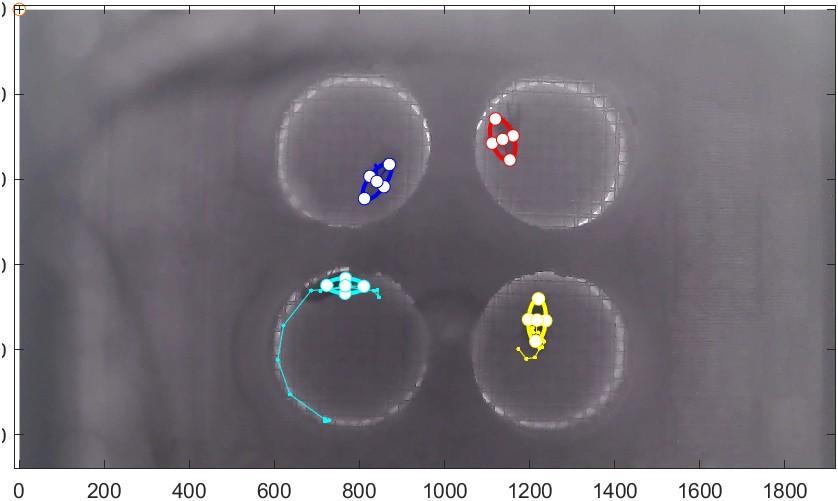 Maya Srinivasan | Polygence